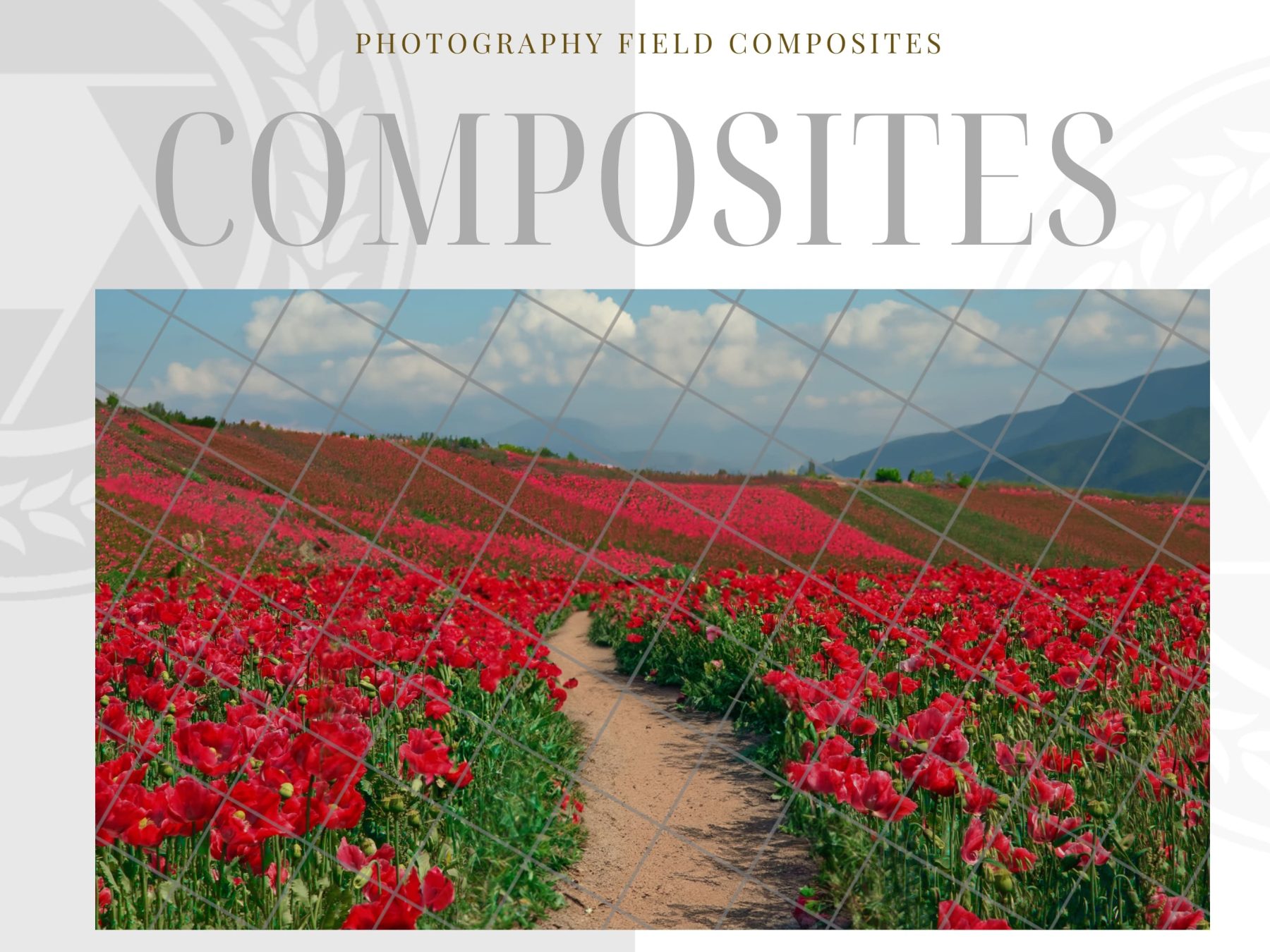 Red Photography Background Fields Red Flower Fields Digital Flower ...