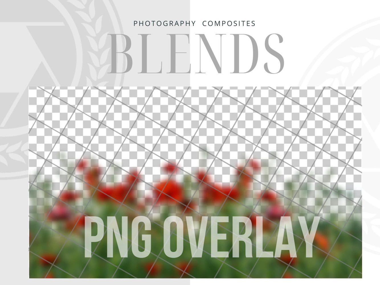 Red Photography Background Fields Red Flower Fields Digital Flower ...
