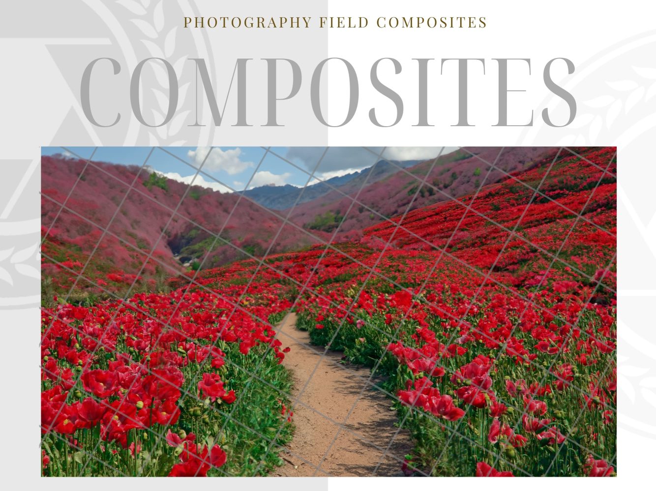 Red Photography Background Fields Red Flower Fields Digital Flower ...