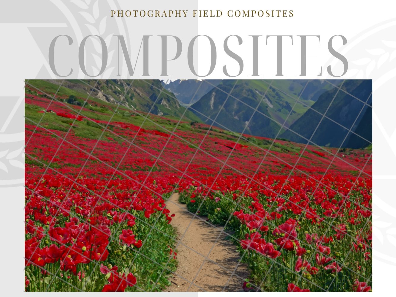 Red Photography Background Fields Red Flower Fields Digital Flower ...